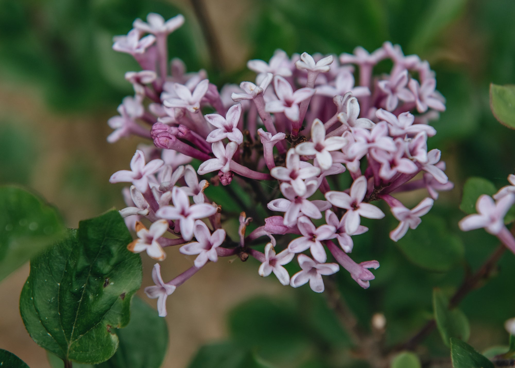 Syringa meyeri 'Palibinia' AGM, 3L – Burford Garden Co.
