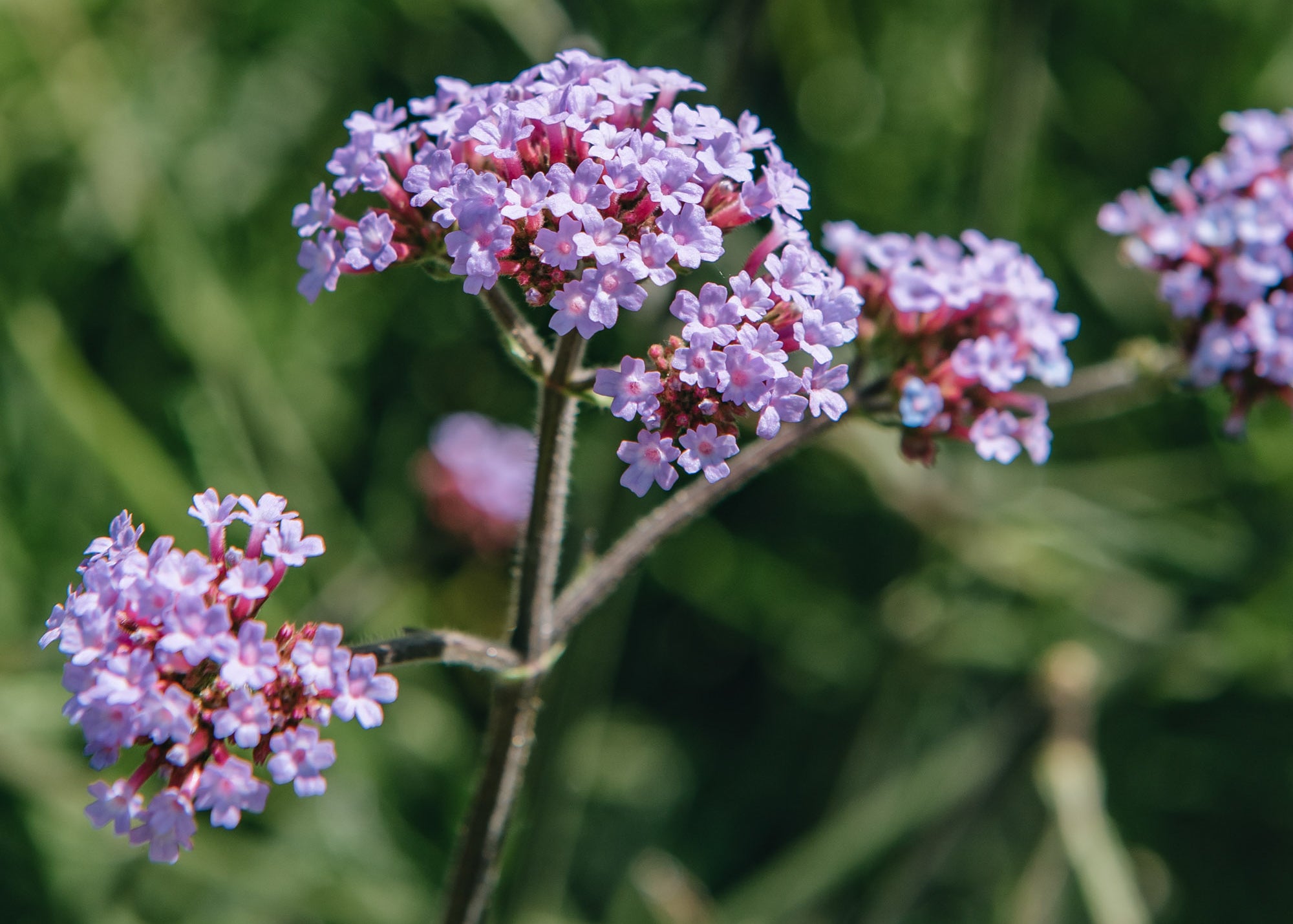 Verbena bonariensis Lollipop, 2/3L – Burford Garden Co.