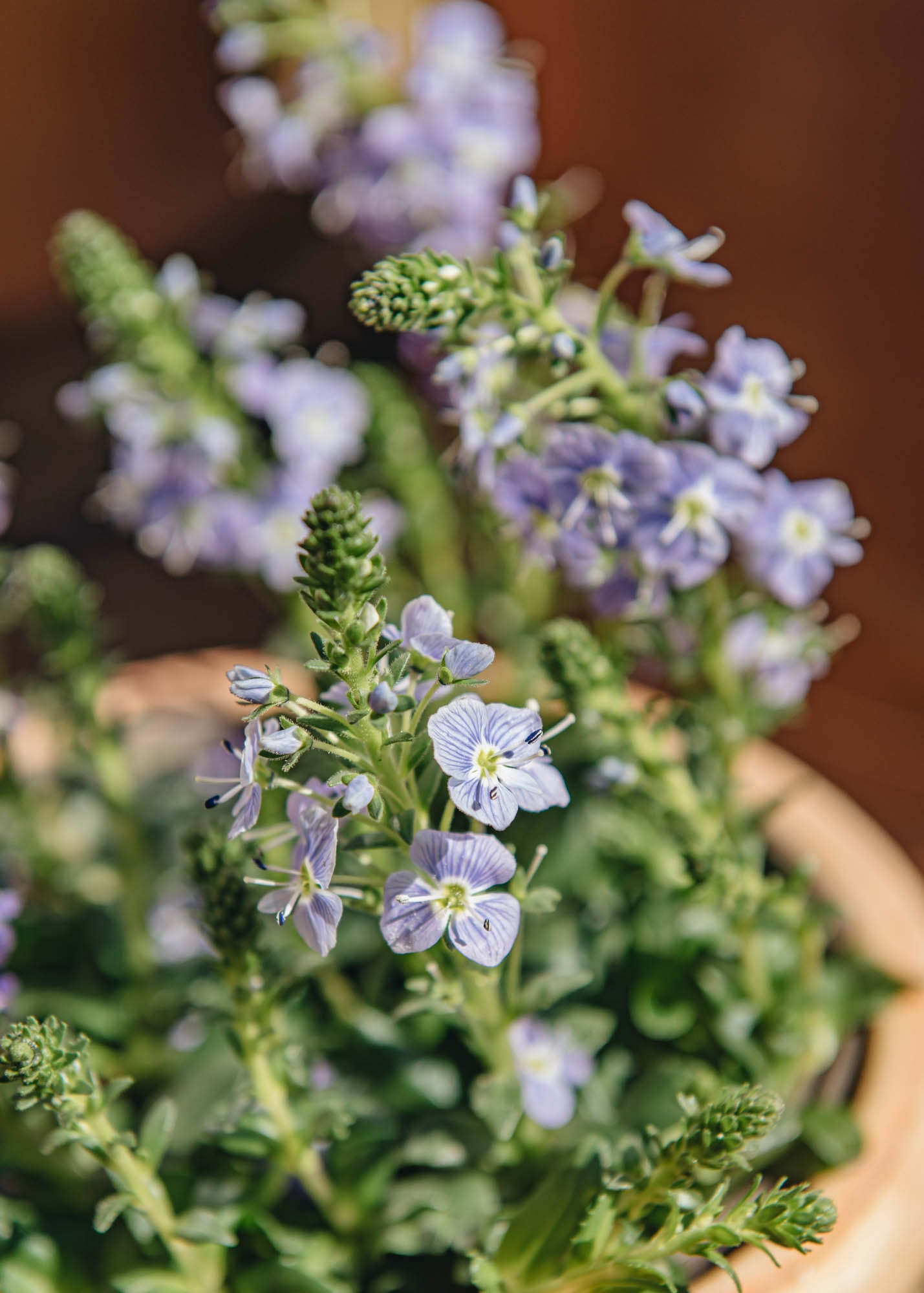 Evergreen Veronica Plant Grow Veronica Organically: Expert Tips For